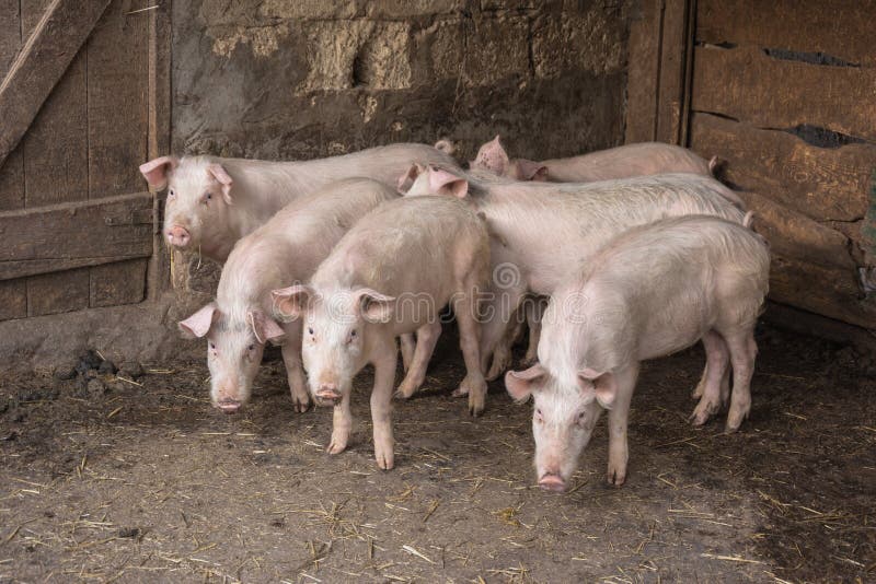 Schweine Und Ferkel Auf Dem Bauernhof Stockfoto - Bild von nahrung ...