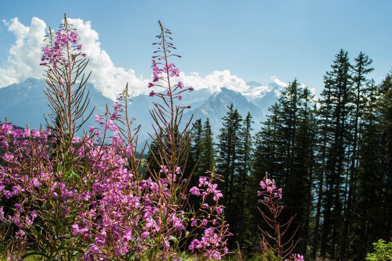 Schweizer Alpenblumen stockfoto. Bild von grün, blau - 57215496