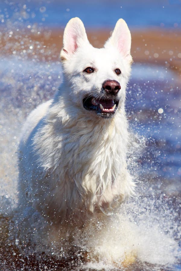 Schweizer Schäfer Dog stockbild. Bild von strand, nave - 31385091
