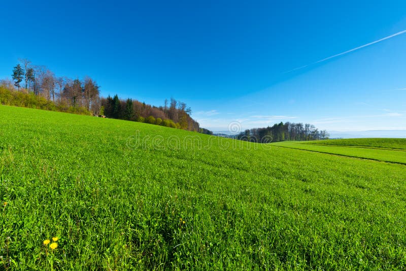 Schweizer Weide stockfoto. Bild von ernte, wachstum, weide - 31201304