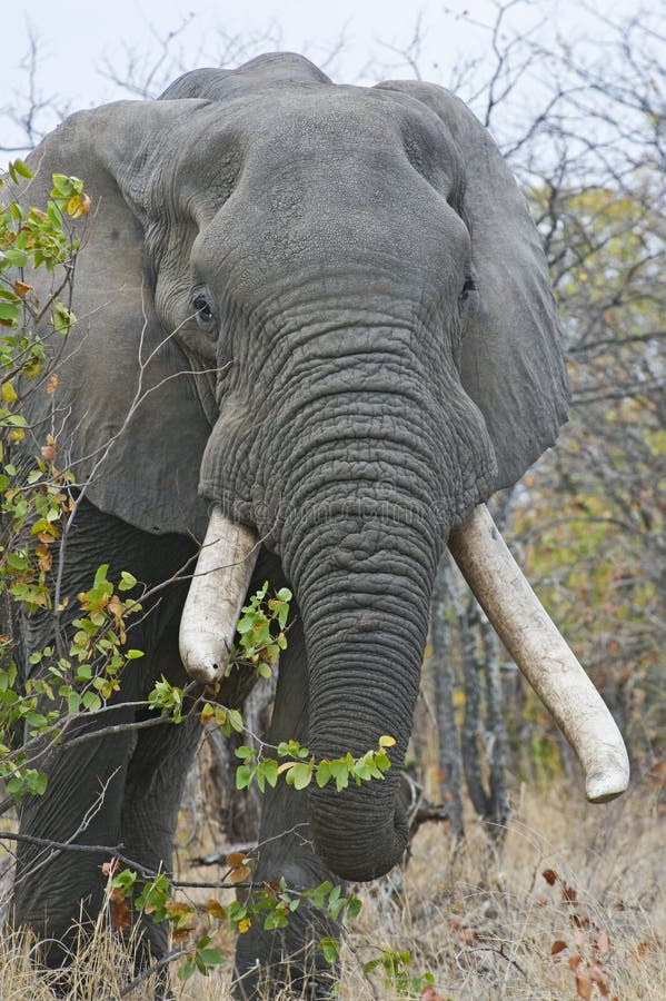 Schweres Elfenbein Bild. Bild: 6922387