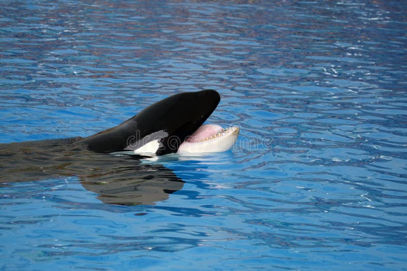 Schwertwal 4 stockfoto. Bild von flosse, wasser, überwachen - 3286958