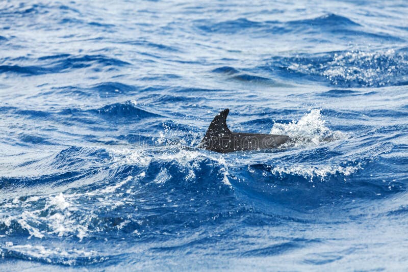 Flosse Der Delphinschwimmens Im Ozean Stockbild - Bild von delphin ...