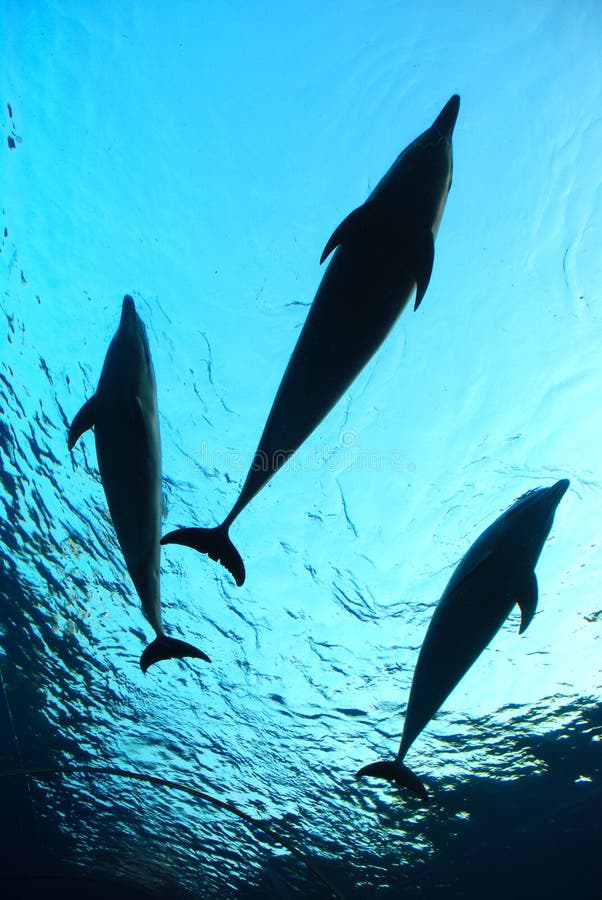 Delphine, Die In Inneren Meeres- Fernando De Noronha, Pernambuco ...