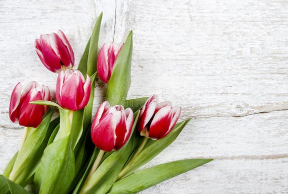 Schöne Rote Und Weiße Tulpen Stockfoto - Bild von pastell, exemplar: 38303512