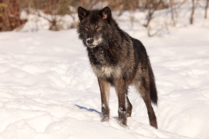 Schwarzer Wolf Mit Hellen Augen Stockfoto - Bild von schnee, kämpfen: 36568678