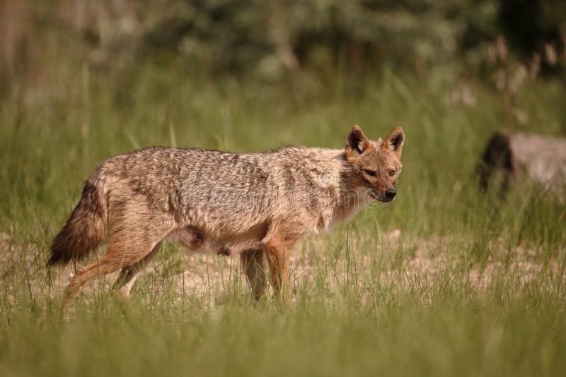 Sciacallo Europeo, Moreoticus Aureo Del Canis Fotografia Stock ...