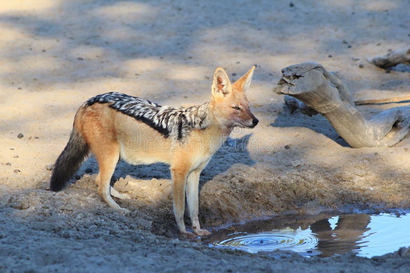 Sciacallo - Fauna Selvatica Africana - Predatore Della Notte Immagine ...