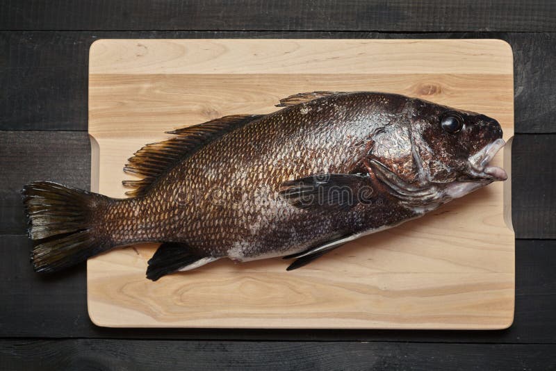 Sciaena umbra stock image. Image of sciaena, nutrition - 82906143