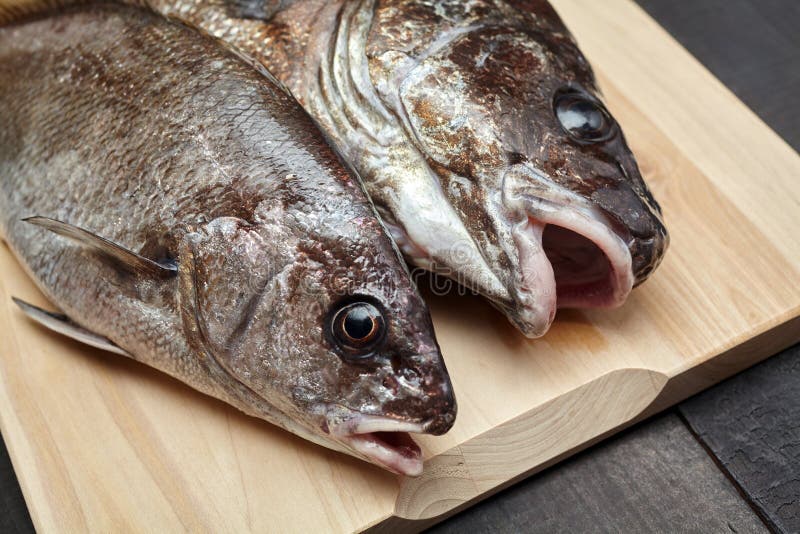 Sciaena umbra stock photo. Image of fish, fishing, bream - 82906180