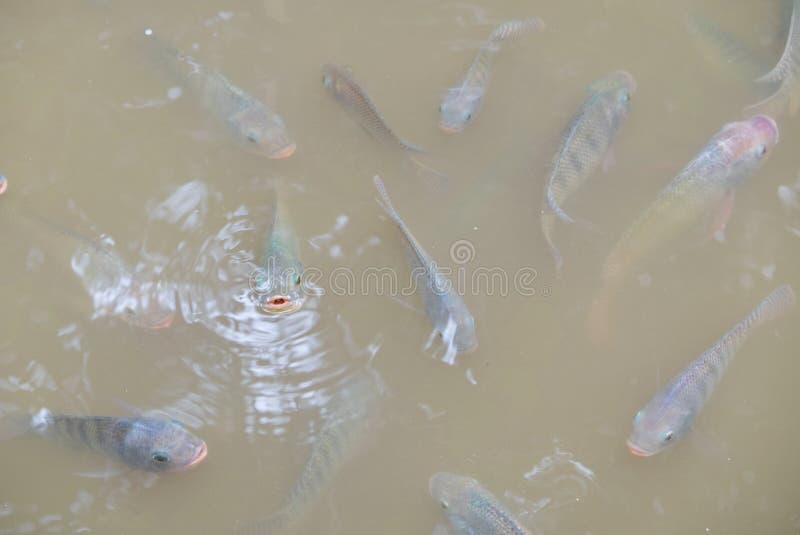 Sciame Del Pesce Con Le Bocche Aperte Fotografia Stock - Immagine di ...