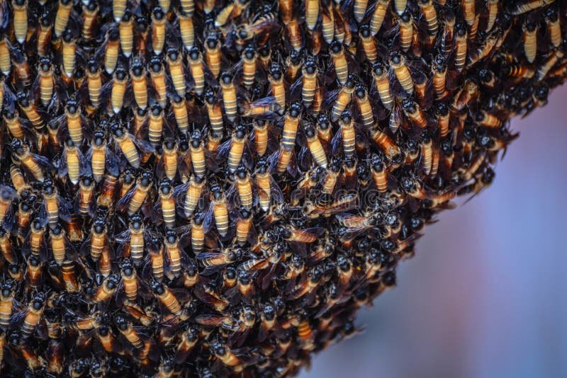 Sciame degli api del miele fotografia stock. Immagine di multiplo ...