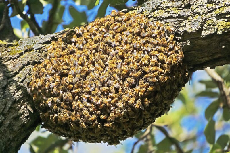 Sciame Delle Api E Del Canestro Di Vimini Dell'alveare Immagine Stock ...