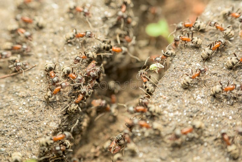 Sciame Delle Formiche Che Passano Alimento Sopra L'abisso Fotografia ...