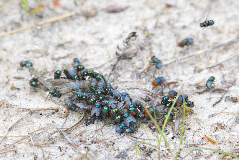 Foto Stock e immagini a tema Mosche - Scarica 27,656 foto