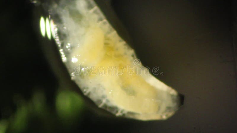 Sciarid fly larva stock footage. Video of cycle, internal - 174509974