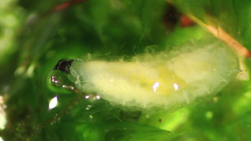 Sciarid fly larva stock footage. Video of magnified - 174511852