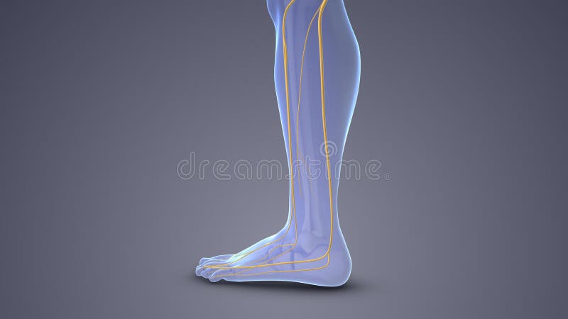 Sciatic Nerve Compression Affecting Blood Flow Circulation Stock ...