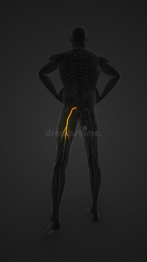 Sciatica Nerve Highlighted in Human Figure Stock Illustration ...