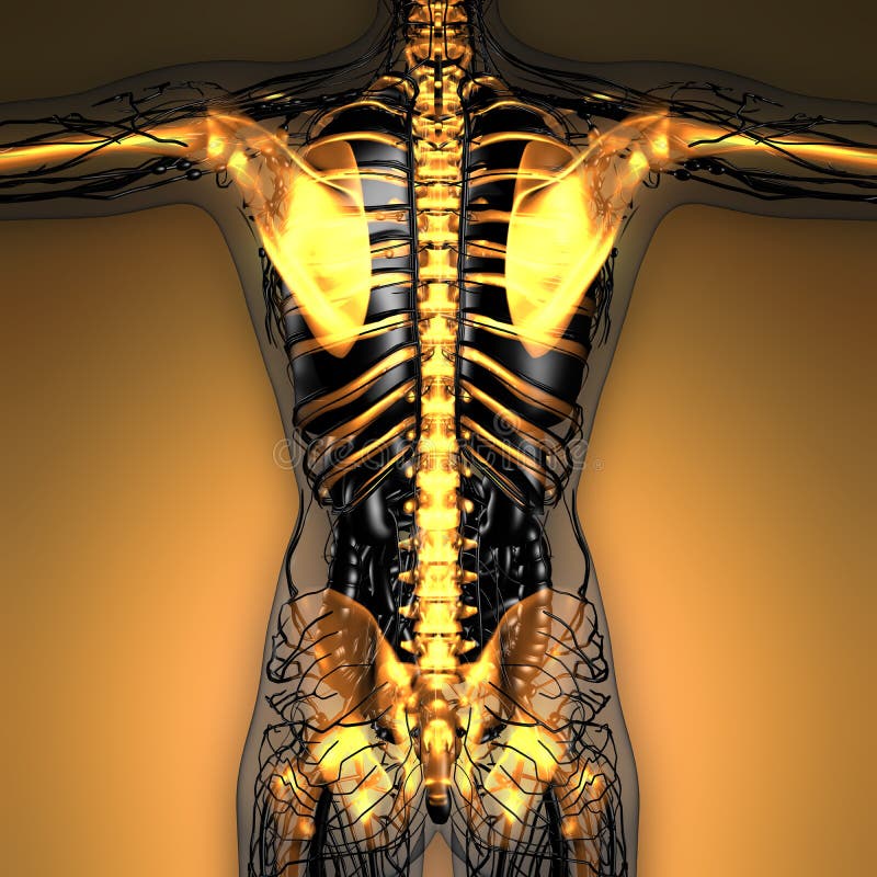 Science Anatomy of Human Body in X-ray with Glow Skeleton Bones Stock ...