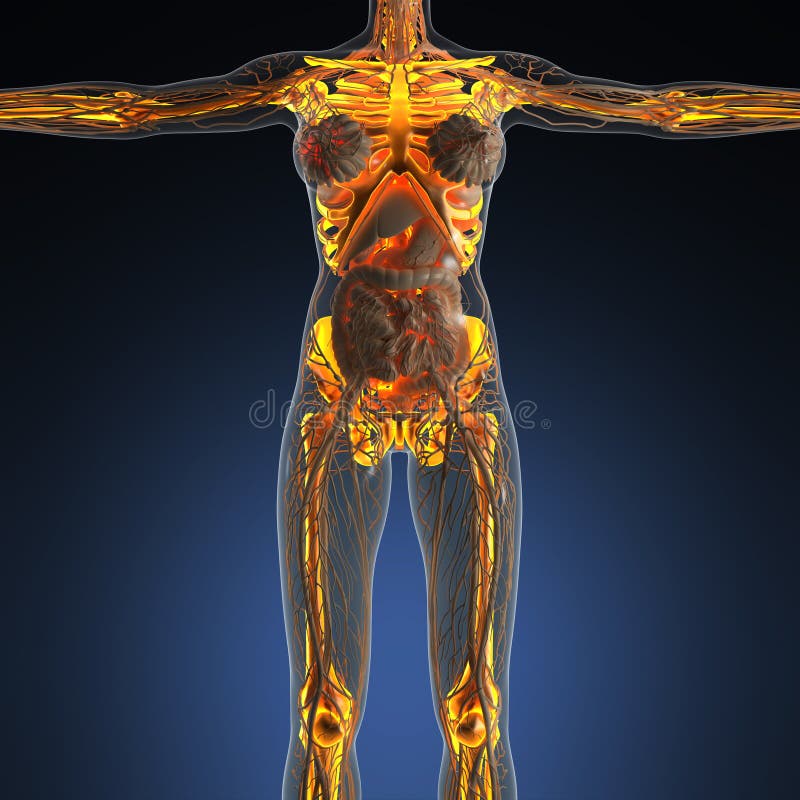 Science Anatomy of Human Body in X-ray with Glow Skeleton Bones Stock ...