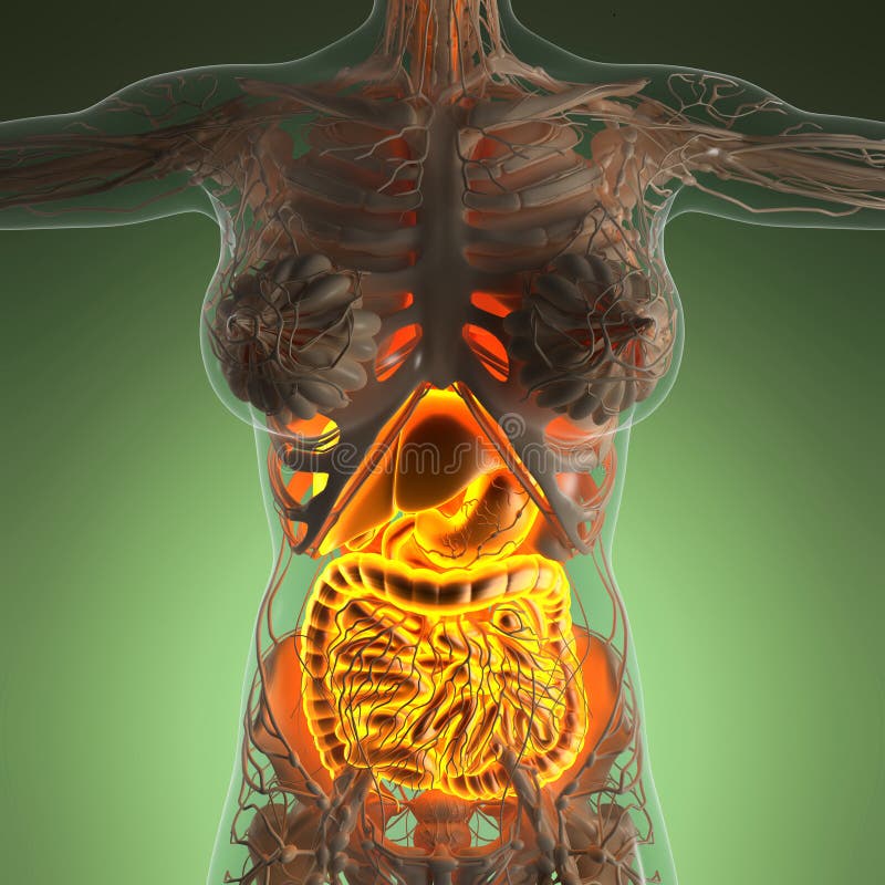 Science Anatomy of Woman Body with Glow Digestive System Stock ...