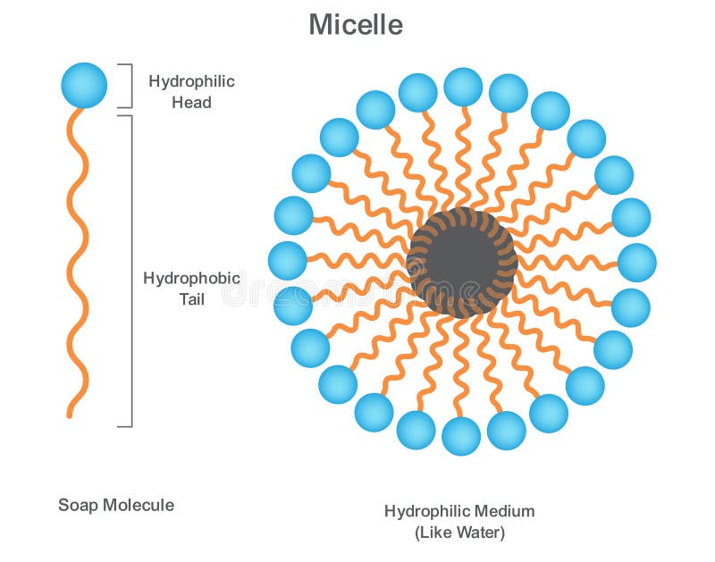 Science Diagram Explaining Soap Micelle Structure with Lyophilic Head ...