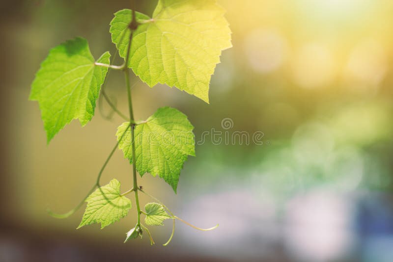 Science of Ecology Greenery Concept. Stock Image - Image of leaves ...