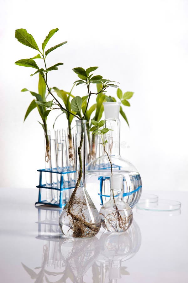Science Experiment with Plant Laboratory Stock Photo - Image of ...