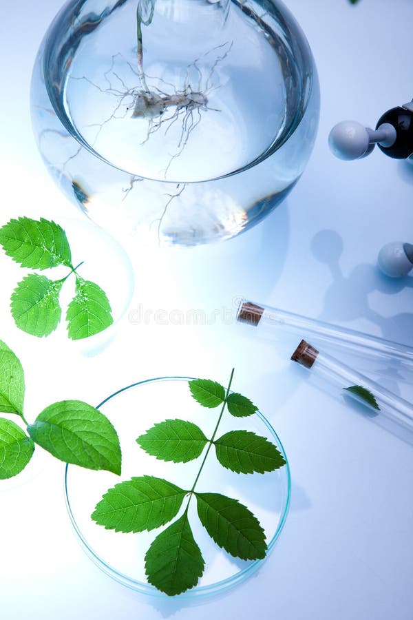 Science Experiment with Plant Laboratory Stock Photo - Image of ...