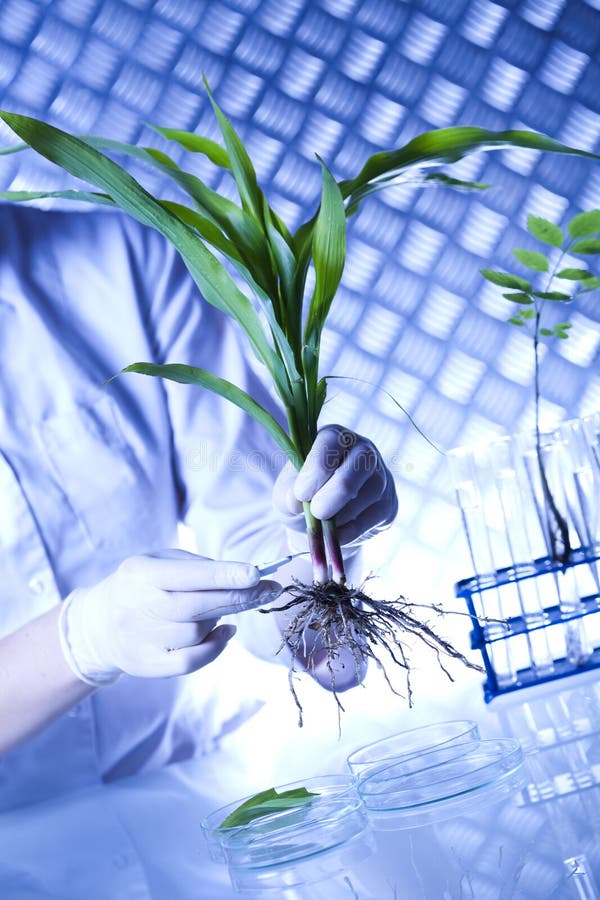 Science Experiment with Plant Laboratory Stock Photo - Image of ...