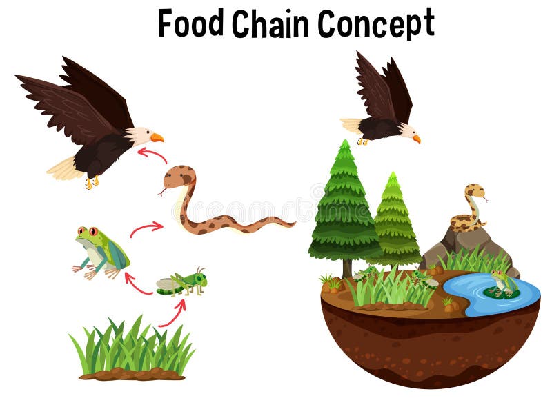 Food Chain Design Stock Illustrations – 2,812 Food Chain Design Stock ...