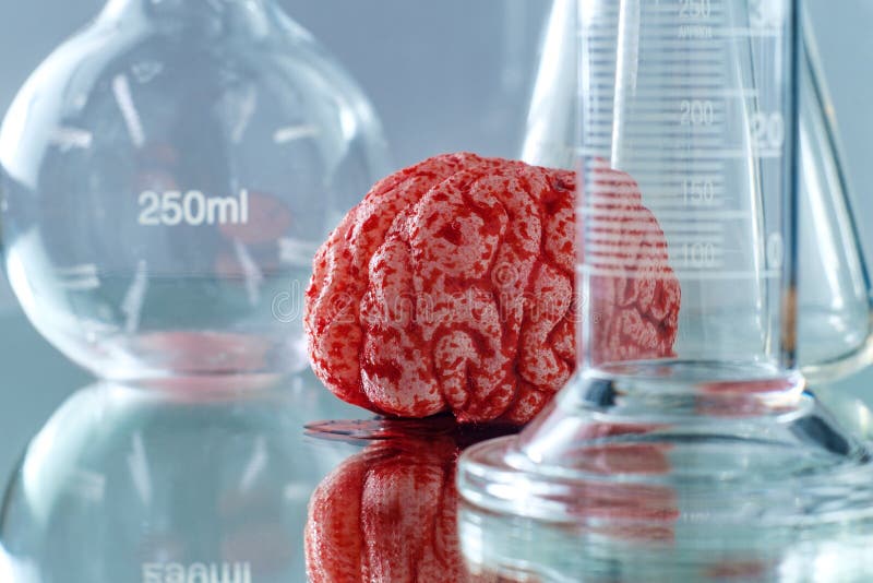 Science Lab Human Brain stock image. Image of laboratory - 165570545