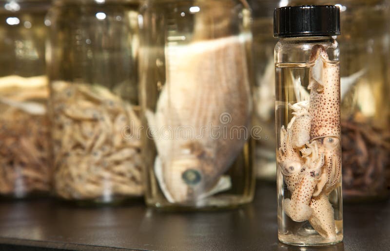 Science Laboratory: Cuttlefish Sample Stock Image - Image of cuttlefish ...