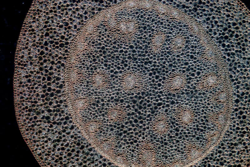 Birch Branch Microscopic Cut Stock Photo - Image of branch, science ...