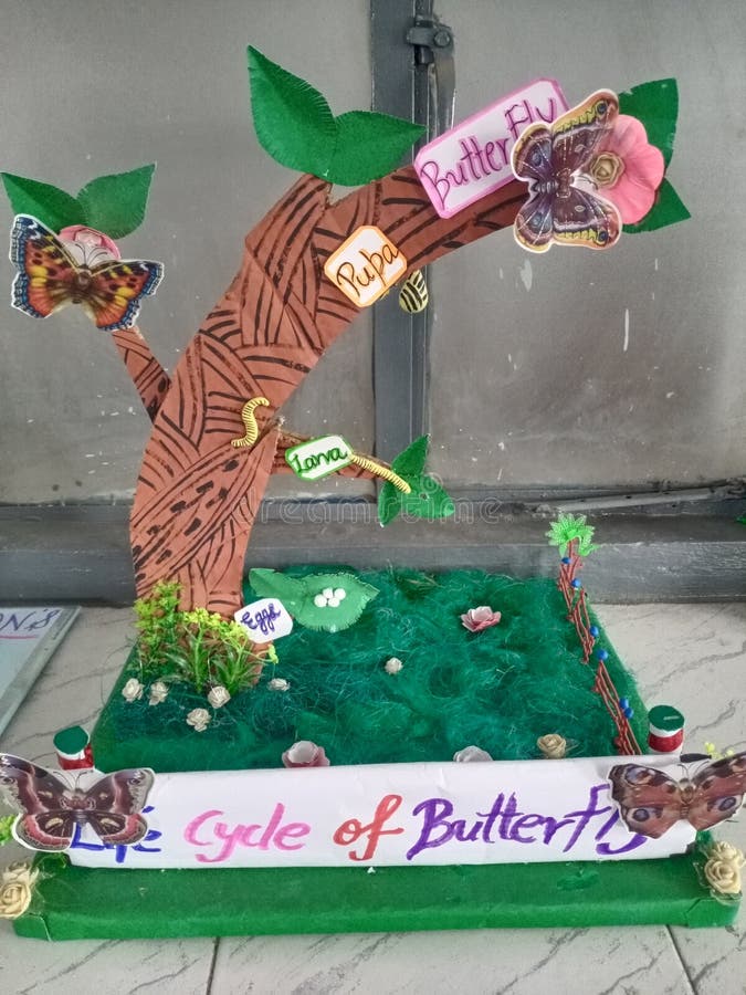 Science Model Life Cycle of Butterfly for Class 8 Stock Image - Image ...
