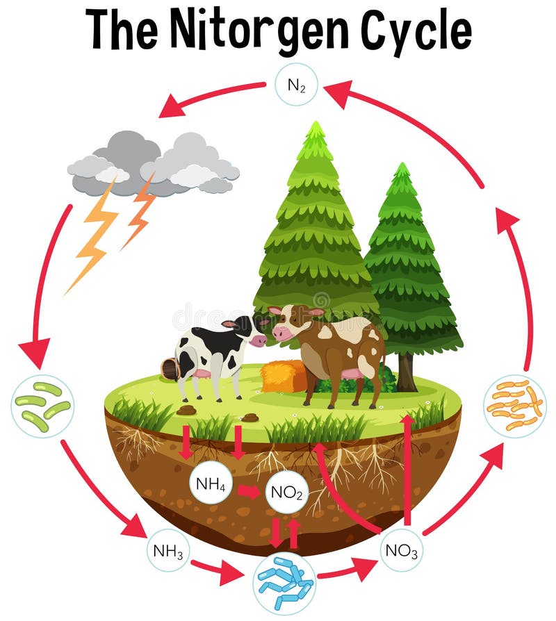 Nitrogen Cycle Vector Illustration. Labeled Educational Chemical Scheme ... Nitrogen Cycle Vector Illustration. Labeled Educational Chemical Scheme ...