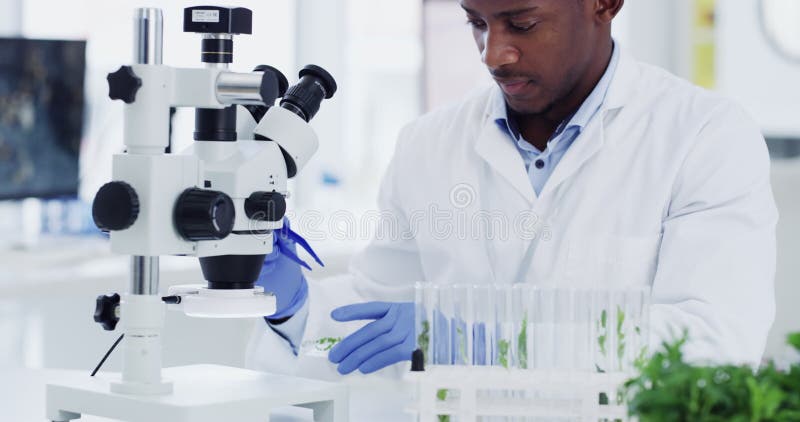 Science, Research and Black Man with Microscope, Plants and Medical ...