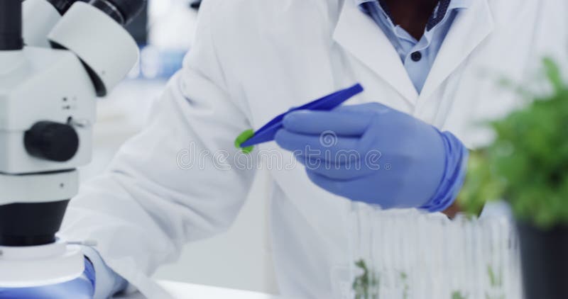 Science, Research and Black Man with Microscope, Chemical and Medical Engineering in Laboratory ...