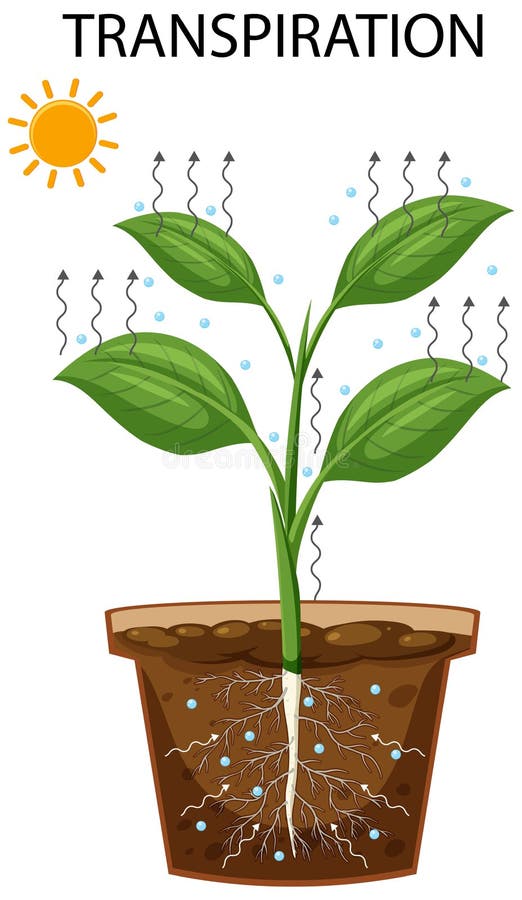 Science Transpiration in Plants Stock Vector - Illustration of school ...