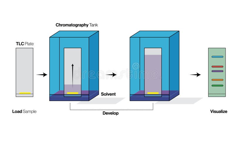 Detailed Vector Illustration of Thin Layer Chromatography Technique on ...