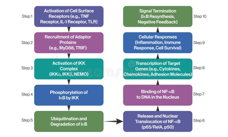 Comprehensive Flowchart Stock Illustrations – 137 Comprehensive ...