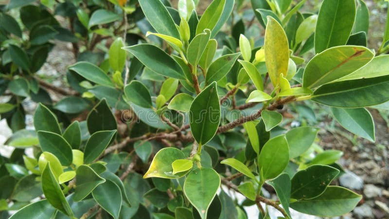 The Scientfic Name of this Plants is Ficus Microcarpa Stock Photo ...