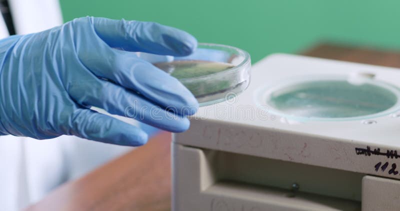 Scientist Putting Petri Dish with Sample into Microscope Stock Video ...