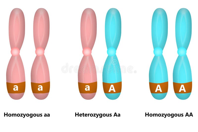 Scientific Designing of Homozygous and Heterozygous Chromosomes Stock ...