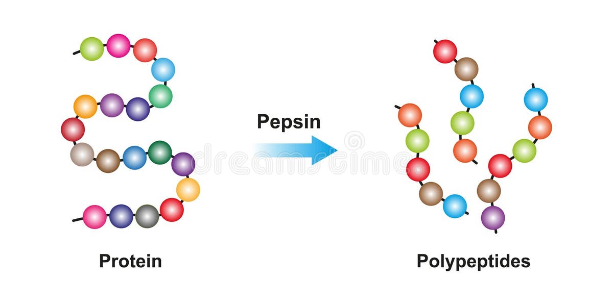 Enzyme Reactions Stock Illustrations – 59 Enzyme Reactions Stock ... Enzyme Reactions Stock Illustrations – 59 Enzyme Reactions Stock ...