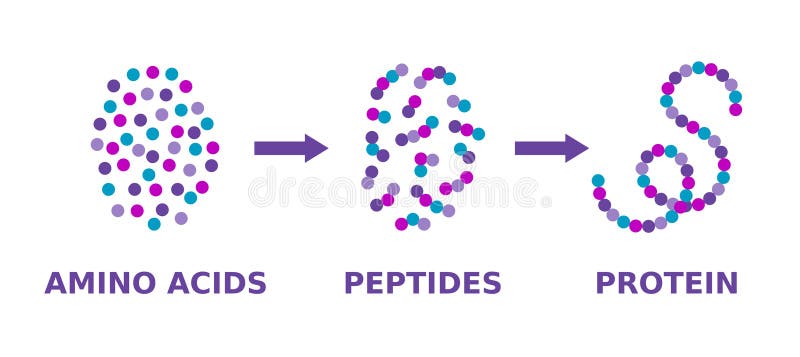 Protein Structure. Amino Acids, Peptides, Protein. Proteins Formation ...