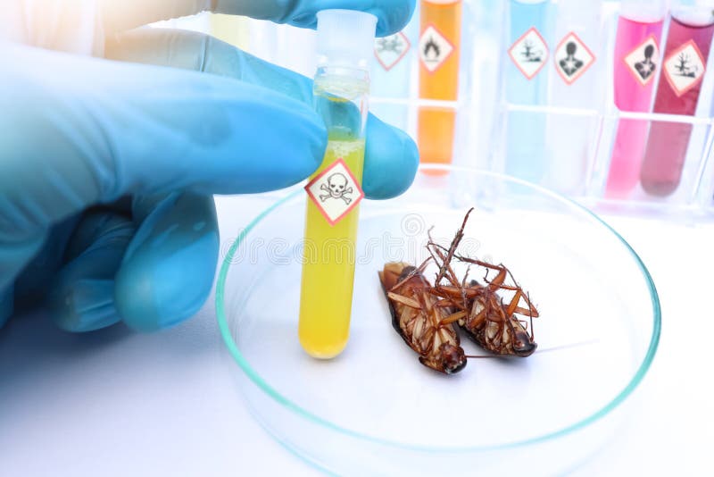 Scientific Experiments with Cockroach in the Laboratory Stock Image ...