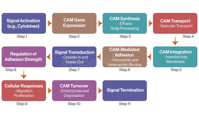 Illustration Flowchart Stock Illustrations – 37,206 Illustration ... Illustration Flowchart Stock Illustrations – 37,206 Illustration ...