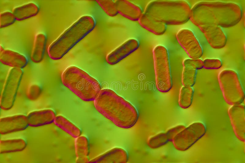 Bacteria Bacteroides Fragilis Stock Illustration - Illustration of ...